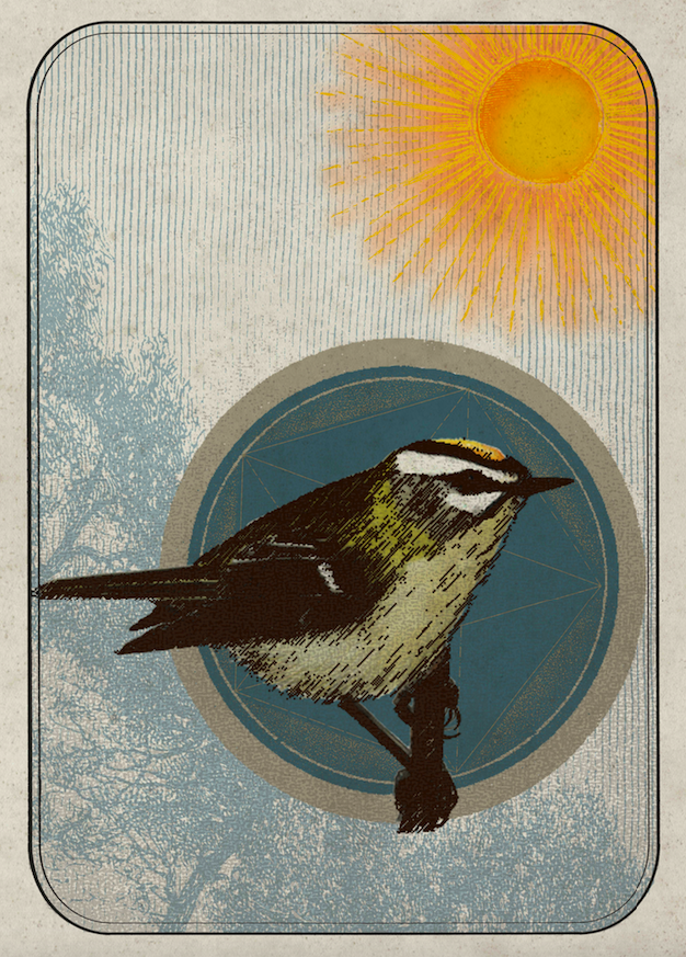 pósters de pájaros